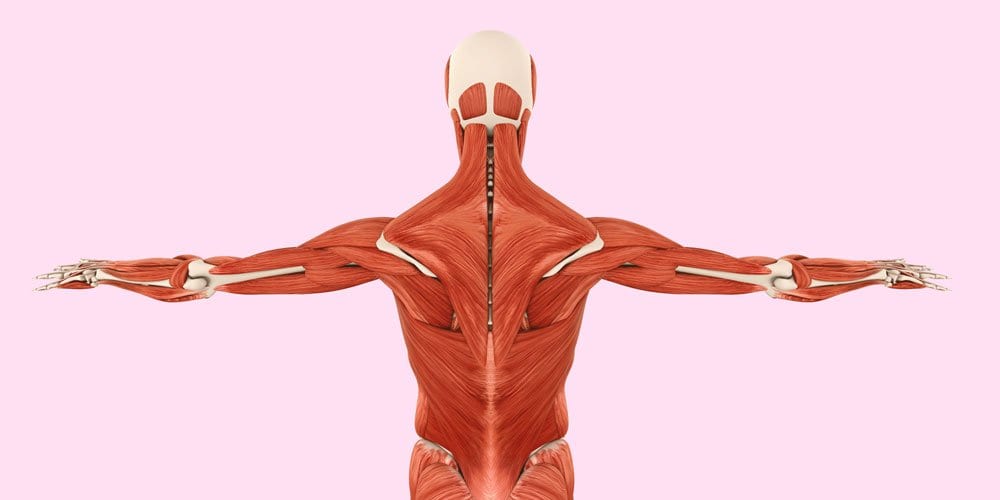 Be Well: What’s So Fascinating About Fascia? | Northwestern Health ...