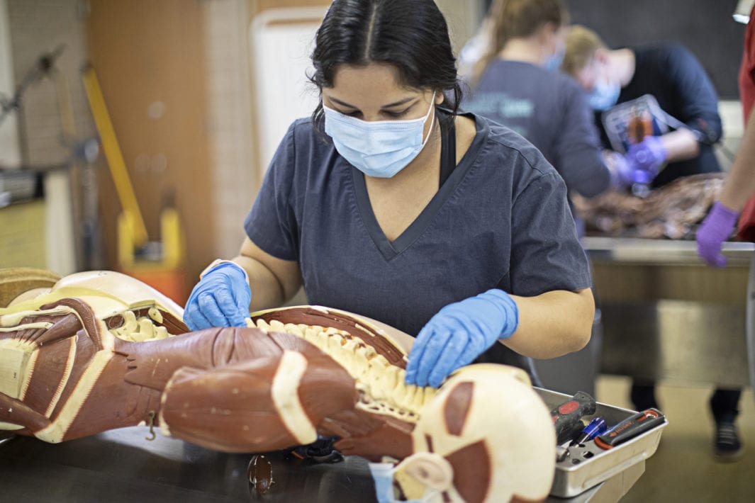 How to Become a Chiropractor | Chiropractic School Guide